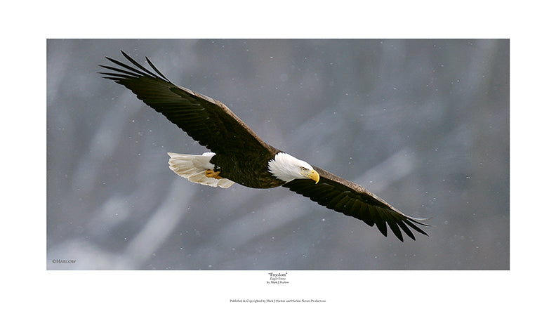 "Freedom" Famous Eagle Picture - Print – harlownature.com