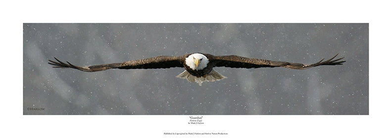 "Guardian" famous Eagle picture - panoramic print – harlownature.com