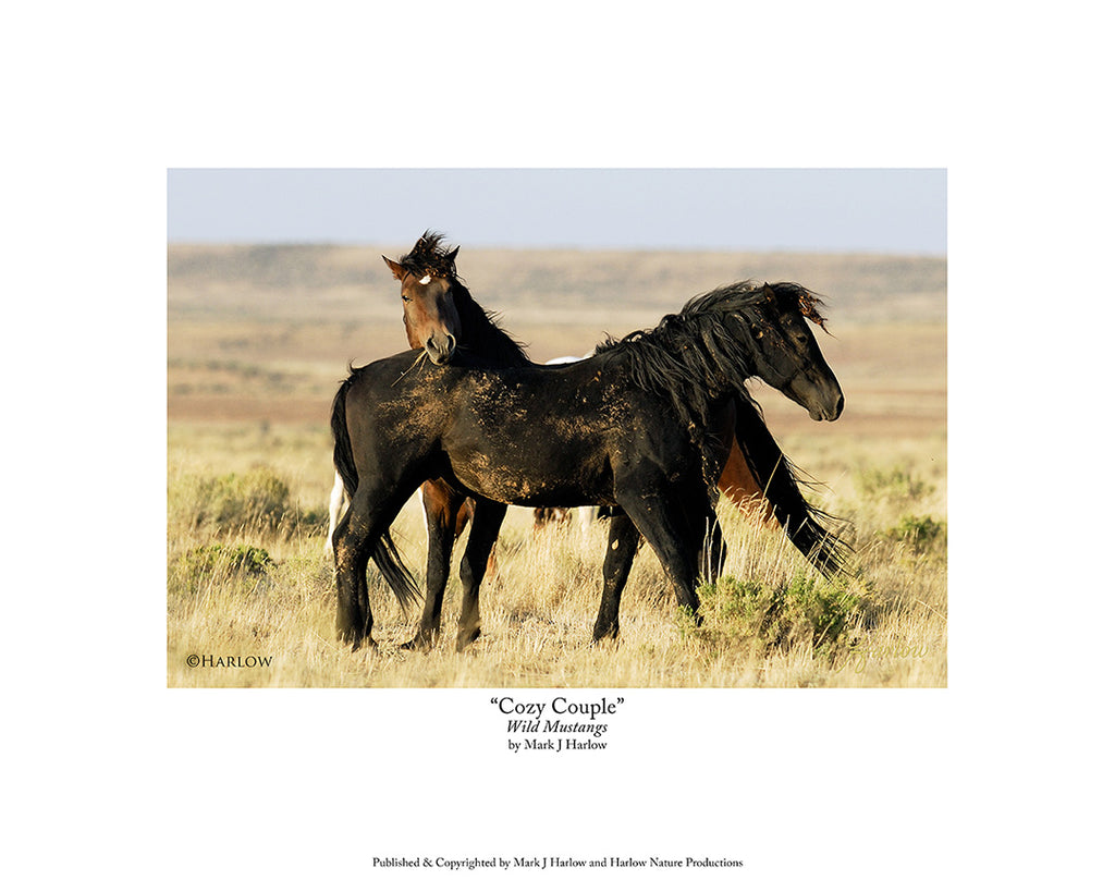 "Cozy Couple" Wild Mustangs Picture - Print – harlownature.com
