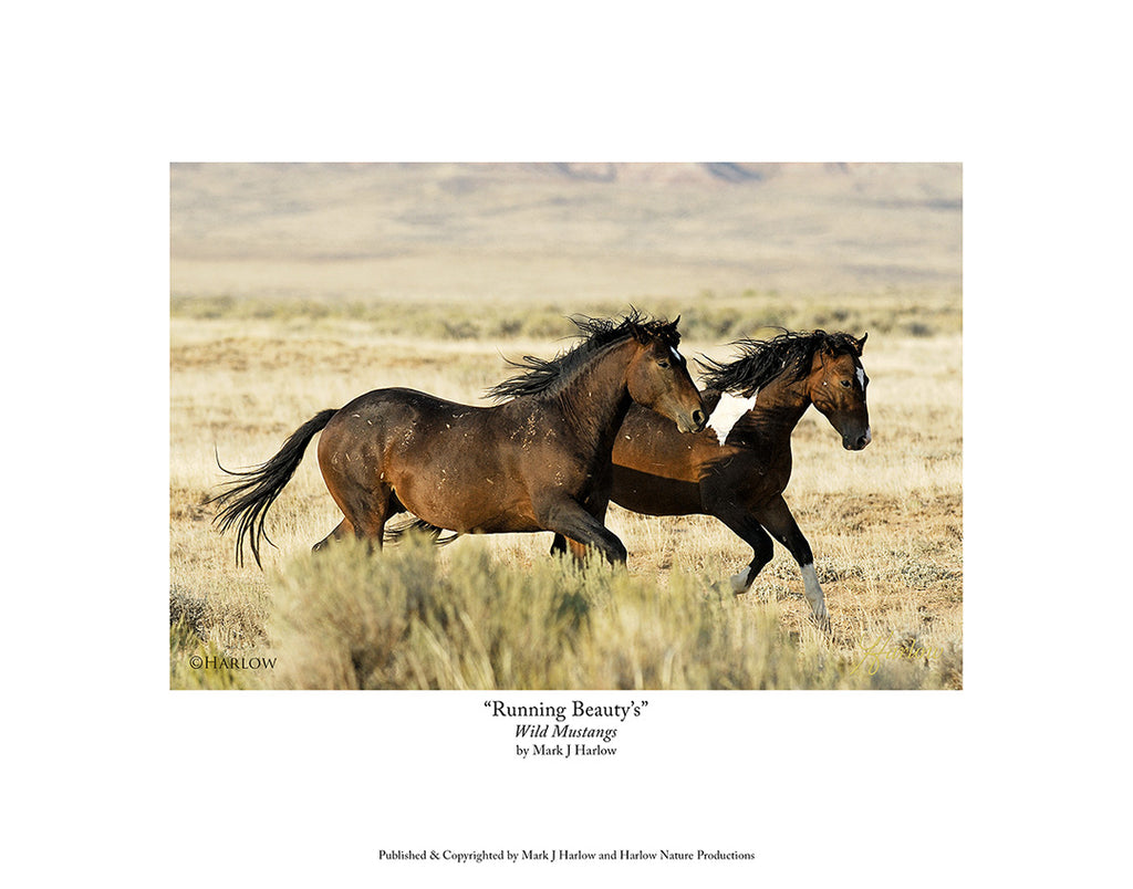 "Running Beauty's" Wild Mustangs Picture - Print – harlownature.com