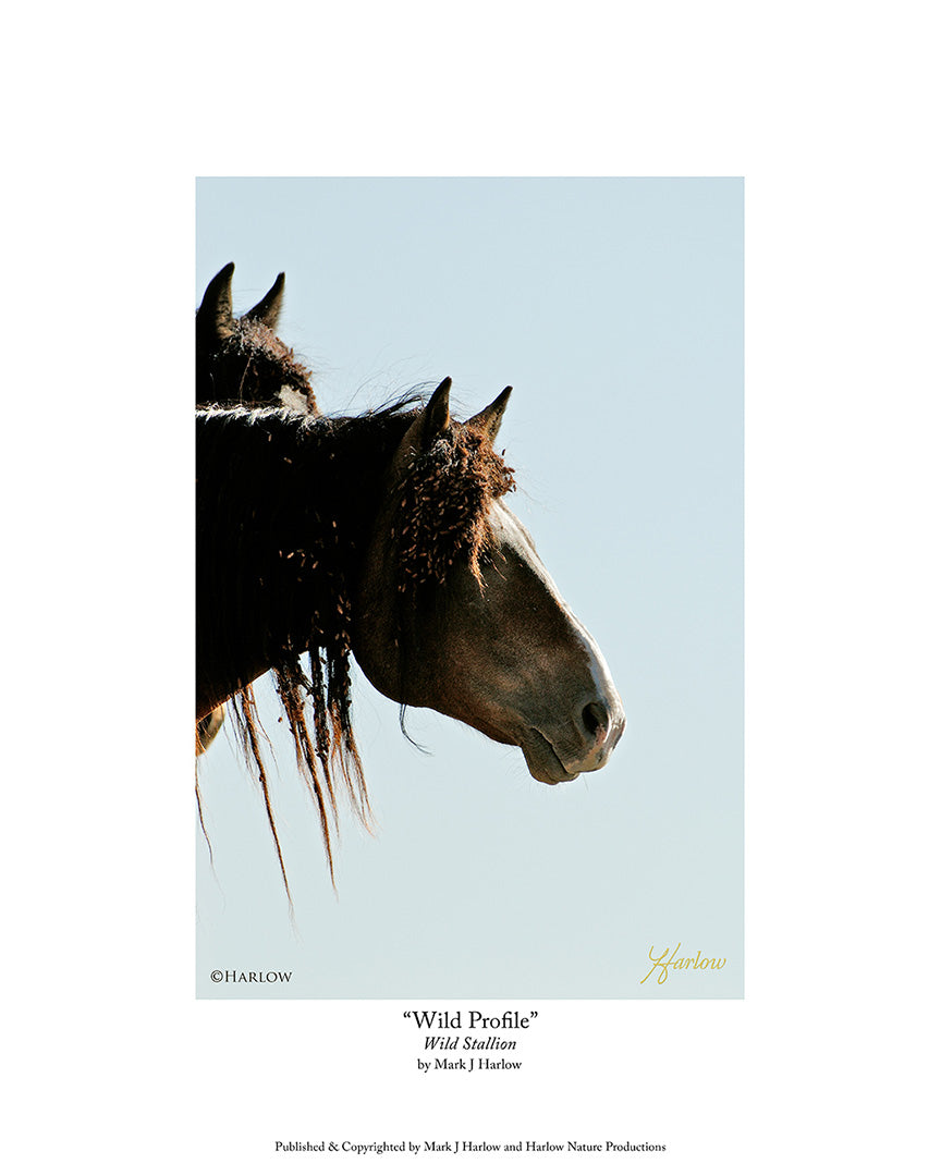 "Wild Profile" Wild Mustangs Picture - Print – harlownature.com