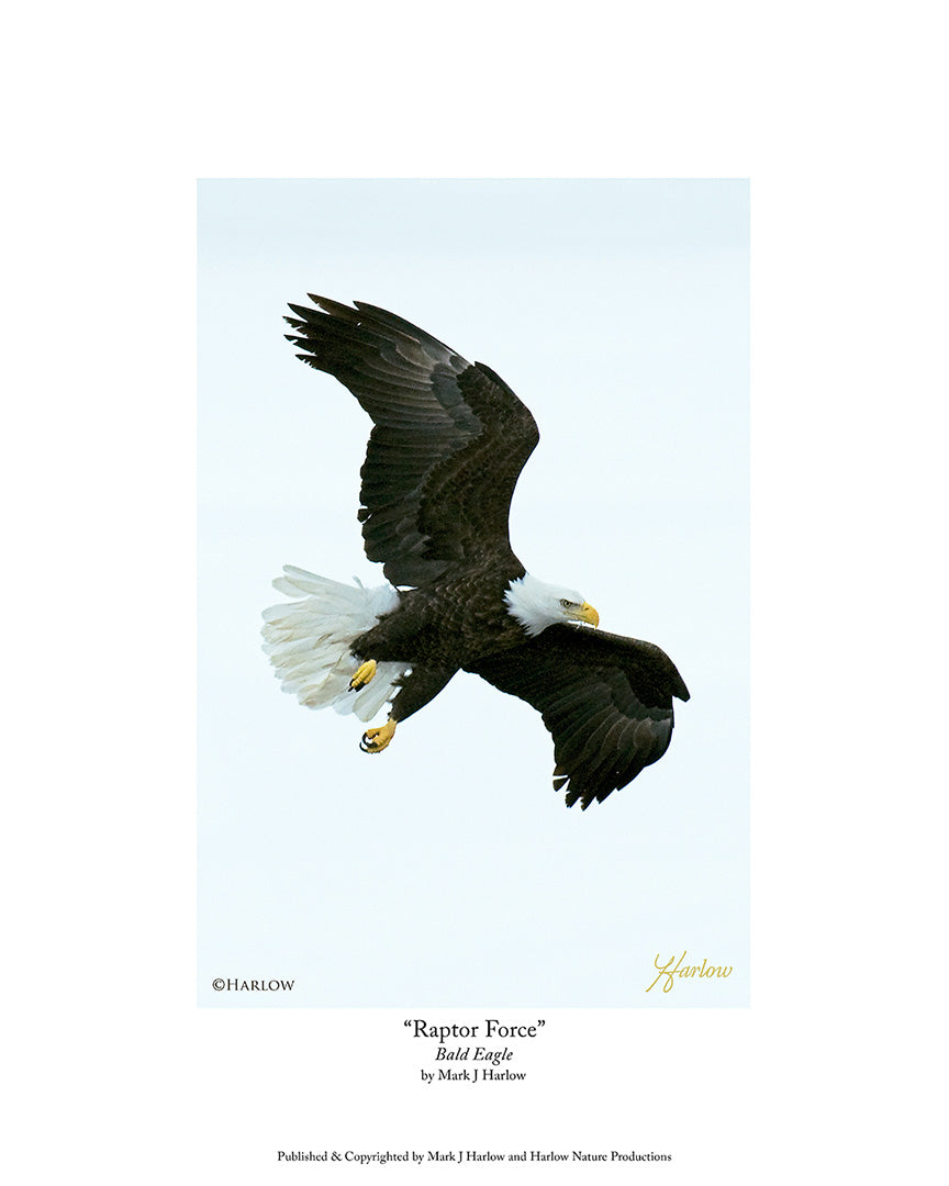 "Raptor Force" Eagle Action Photo – harlownature.com