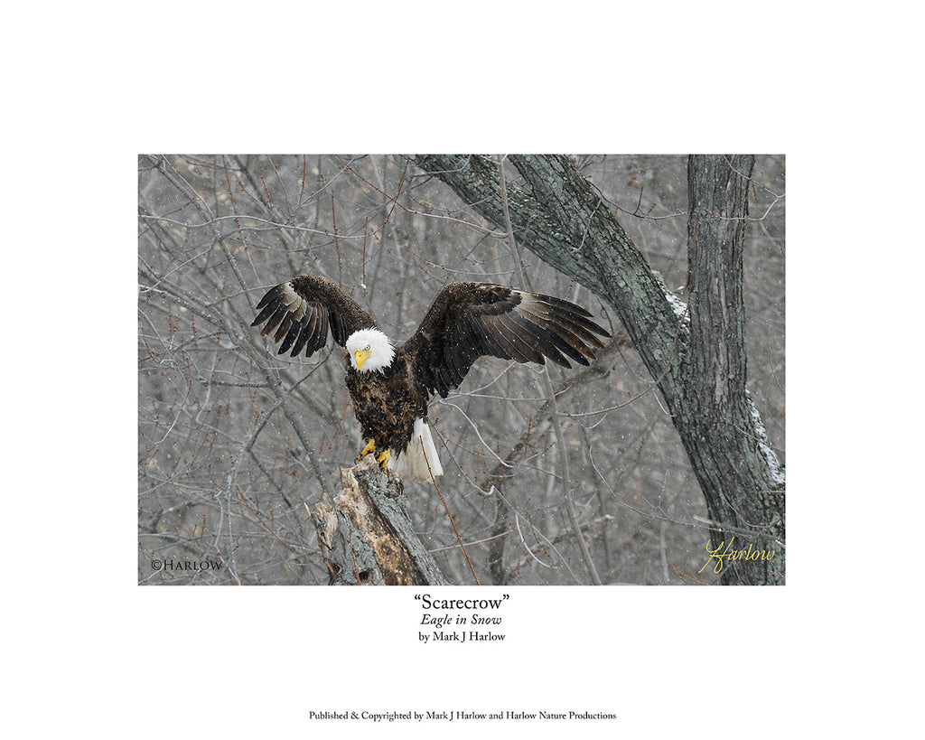"Scarecrow" unique Bald Eagle in snow picture - print – harlownature.com