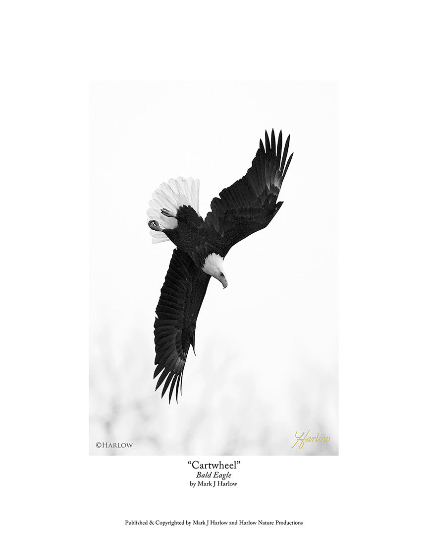"Cartwheel" Famous Black & White Eagle Picture - Print – harlownature.com