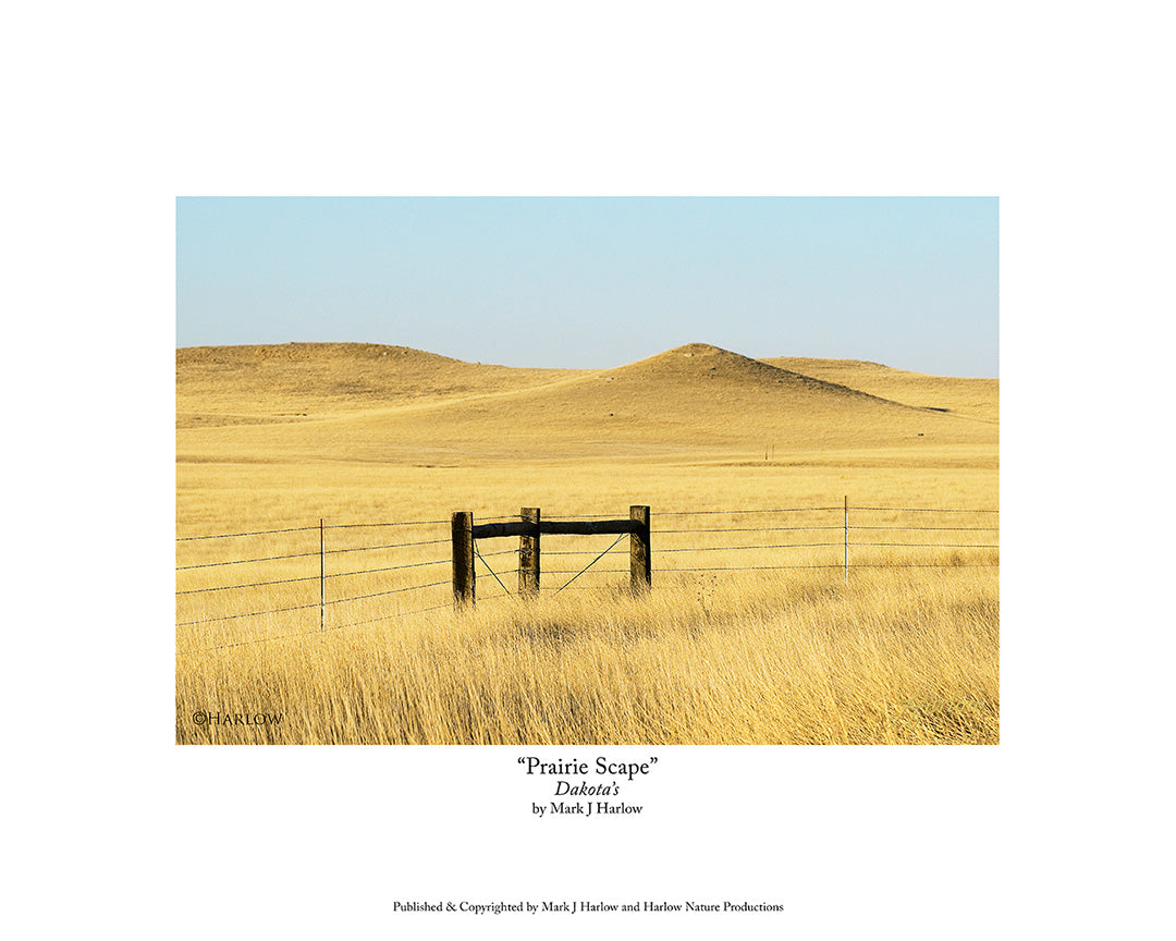 "Prairie Scape" Dakota's Prairie Picture – harlownature.com