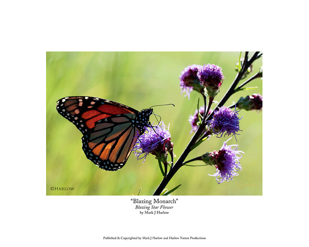 "Blazing Monarch" Unique Monarch Butterfly Picture - Print ...