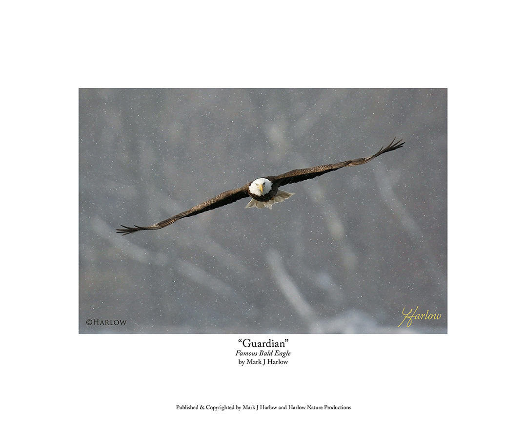 "Guardian" Famous Eagle Picture - Print – harlownature.com