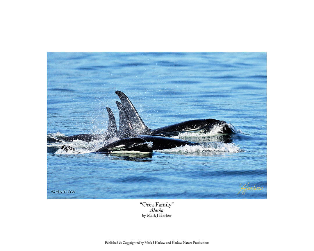 "Orca Family" Orca Killer Whales - Alaska – harlownature.com